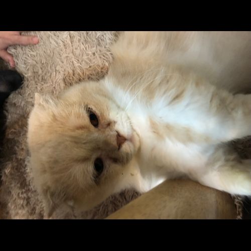 sunday museum res profile | SubmitHub